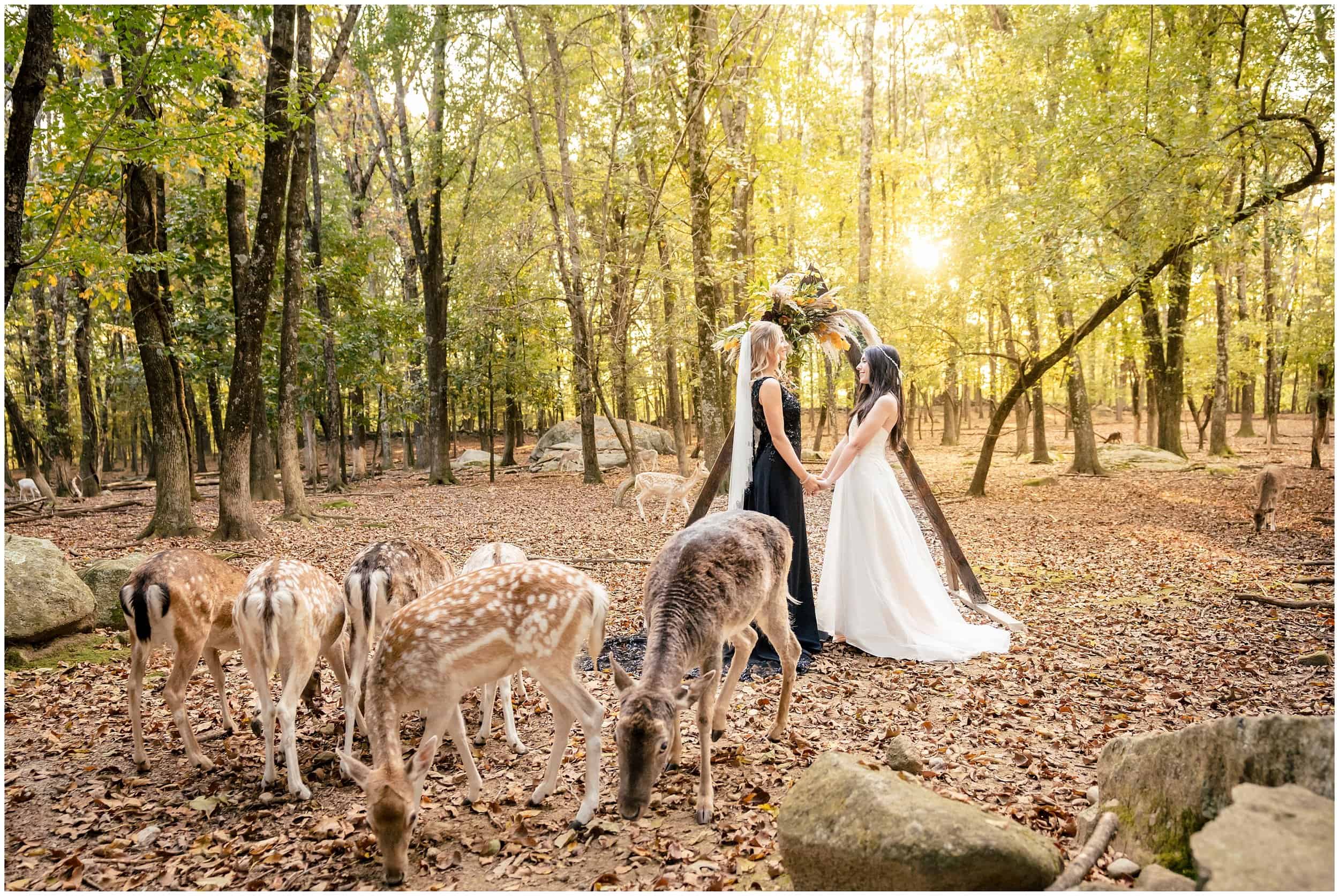 Enchanting Wedding in a Deer Forest | Southwick Zoo Wedding ...